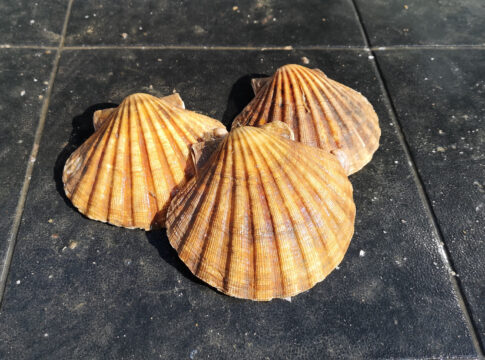 Abalone Shell Meanings, Properties, and Uses - CrystalStones.com