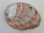 Abalone Shell Meanings, Properties, and Uses - CrystalStones.com