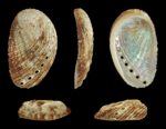 Abalone Shell Meanings, Properties, and Uses - CrystalStones.com