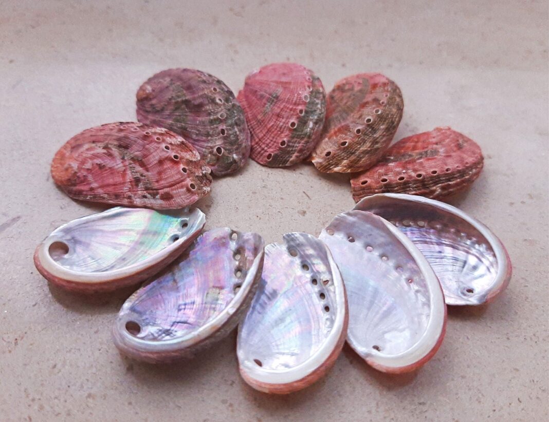 Abalone Shell Meanings, Properties, and Uses - CrystalStones.com