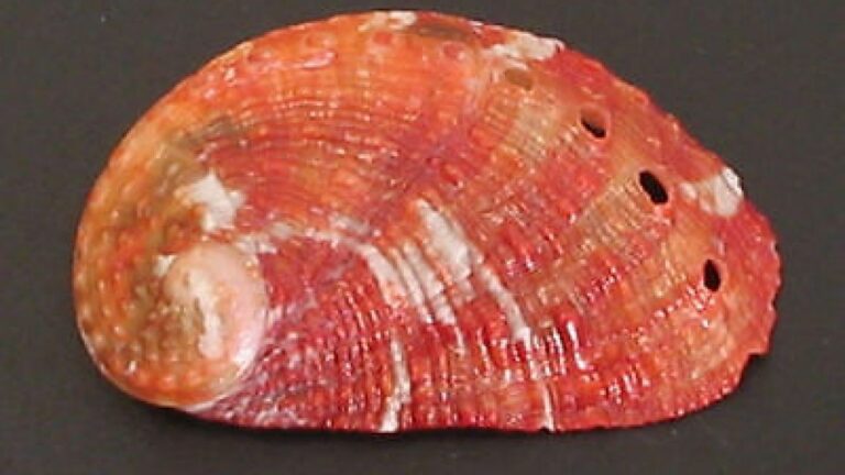 Abalone Shell Meanings, Properties, and Uses - CrystalStones.com