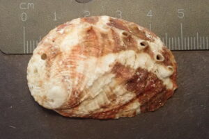 Abalone Shell Meanings, Properties, and Uses - CrystalStones.com