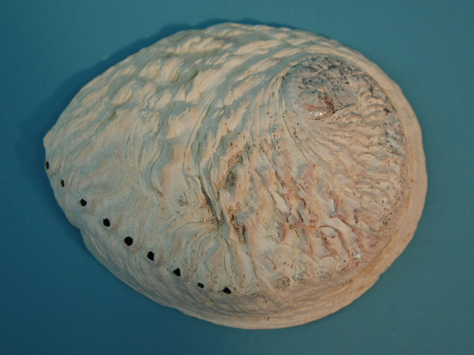 Abalone Shell Meanings, Properties, and Uses - CrystalStones.com