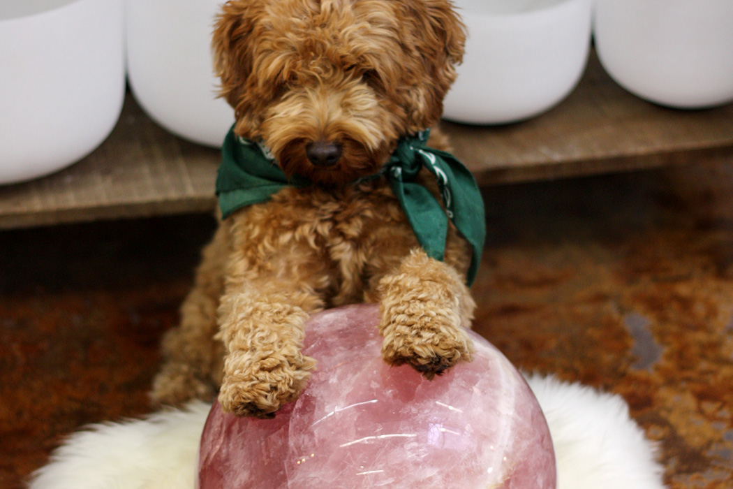 22 Most Useful Crystals For Pets - The "How To" Guide - CrystalStones.com